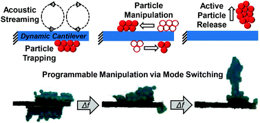 Acoustofluidic particle trapping, manipulation, and release using dynamic-mode cantilever ...