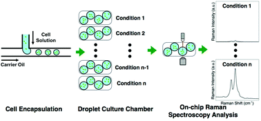 Raman spectroscopy compatible PDMS droplet microfluidic culture and ...