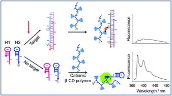 Use of β-cyclodextrin-tethered cationic polymer based fluorescence ...