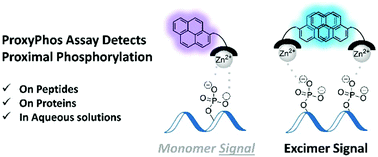 Characterization and application studies of ProxyPhos, a chemosensor ...