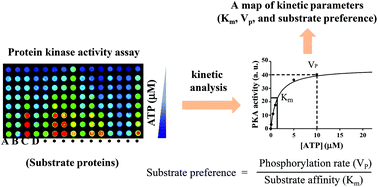 Systematic investigation of protein kinase A substrate proteins using ...
