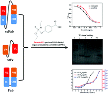 Production and characterization of a single-chain Fab fragment for the ...