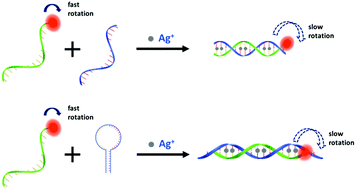 Dna Hybridization