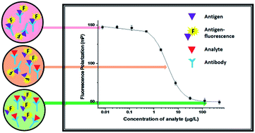 A highly specific and sensitive fluorescence polarization immunoassay ...