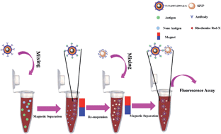 An immunomagnetic separation based fluorescence immunoassay for rapid ...