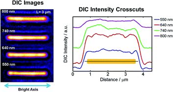 Differential Interference Contrast Microscopy