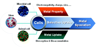 Biological cells in the speciation analysis of heavy metals ...