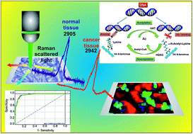 Development of a new diagnostic Raman method for monitoring epigenetic ...