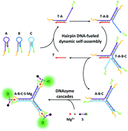 Hairpin DNA-fueled dynamic self-assembly of three-arm DNA branched ...