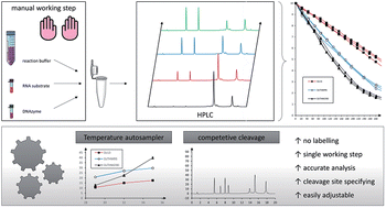 HPLC based single-step kinetic assay to screen the activity of DNAzymes ...