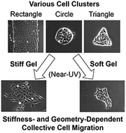 Dynamic control of cell adhesion on a stiffness-tunable substrate for ...