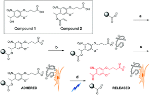 Reversing adhesion with light: a general method for functionalized bead ...
