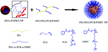 The effects of poly(zwitterions)s versus poly(ethylene glycol) surface ...