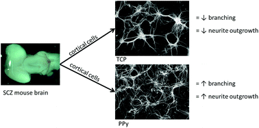 Use of conducting polymers to facilitate neurite branching in ...