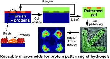 Fast and robust fabrication of reusable molds for hydrogel micro ...