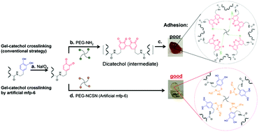 Preserving the adhesion of catechol-conjugated hydrogels by thiourea ...