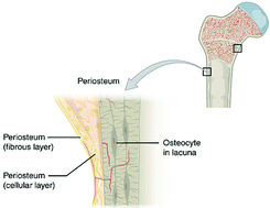 Periosteum tissue engineering—a review - Biomaterials Science (RSC ...