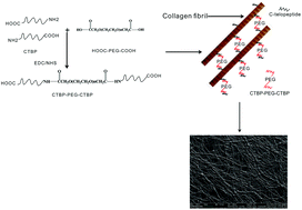A collagen telopeptide binding peptide shows potential in aiding ...