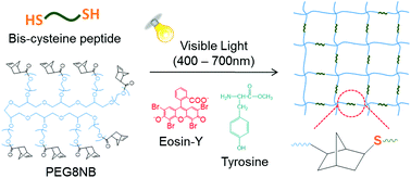 Improving gelation efficiency and cytocompatibility of visible light ...