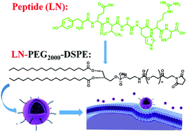 Targeting peptide functionalized liposomes towards aminopeptidase N for ...