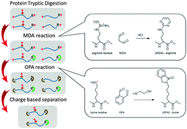 A charge-suppressing strategy for probing protein methylation ...