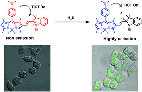 A TICT-based fluorescent probe for rapid and specific detection of ...