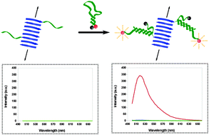 A de novo self-assembling peptide hydrogel biosensor with covalently ...