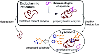 Glycomimetic-based pharmacological chaperones for lysosomal storage ...