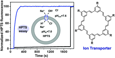 Phenylene vinylene macrocycles as artificial transmembrane transporters ...