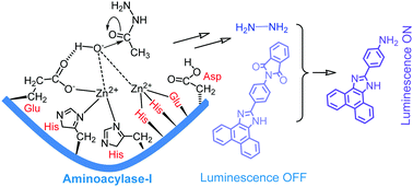 Specific receptor for hydrazine: mapping the in situ release of ...