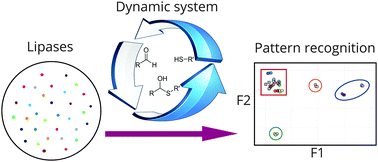 Enzyme classification using complex dynamic hemithioacetal systems ...