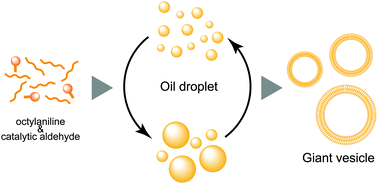 Transformation of oil droplets into giant vesicles - Chemical ...