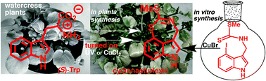 Unveiling the first indole-fused thiazepine: structure, synthesis and ...