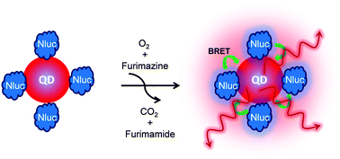 Quantum dot–NanoLuc bioluminescence resonance energy transfer enables ...