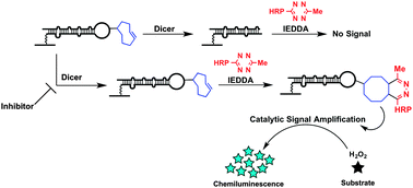 A click chemistry-based microRNA maturation assay optimized for high ...