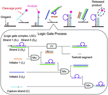 A DNAzyme-mediated logic gate for programming molecular capture and ...