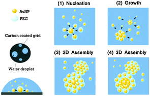 Self-assembly of PEGylated gold nanoparticles with satellite structures ...
