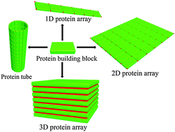 Precise protein assembly of array structures - Chemical Communications ...