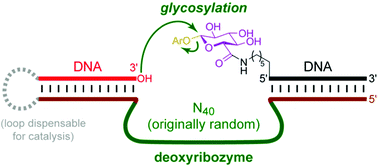 DNA-catalyzed glycosylation using aryl glycoside donors - Chemical ...