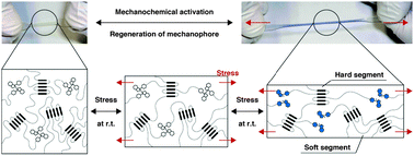 Repeatable mechanochemical activation of dynamic covalent bonds in ...