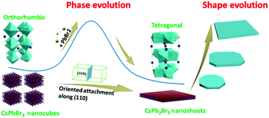Shape and phase evolution from CsPbBr3 perovskite nanocubes to ...