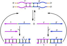 Triggered isothermal PCR by denaturation bubble-mediated strand ...