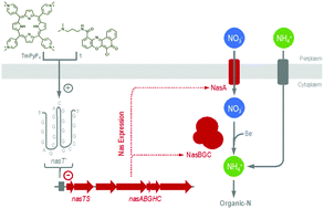 Control of bacterial nitrate assimilation by stabilization of G ...