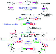 A ligation-based loop-mediated isothermal amplification (ligation-LAMP ...