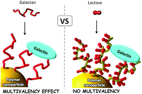 Multivalent effect of glycopolypeptide based nanoparticles for galectin ...