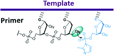 Effect of terminal 3′-hydroxymethyl modification of an RNA primer on ...