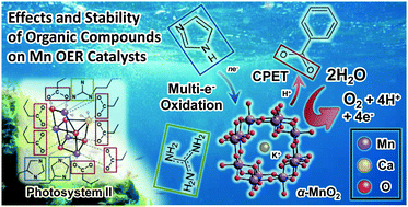 Stability of organic compounds on the oxygen-evolving center of ...