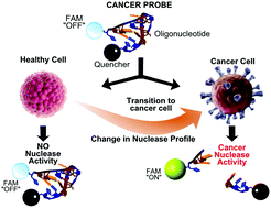 Nuclease activity as a specific biomarker for breast cancer - Chemical ...