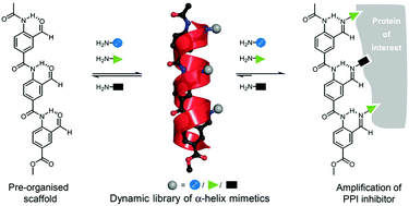 An α-helical peptidomimetic scaffold for dynamic combinatorial library ...