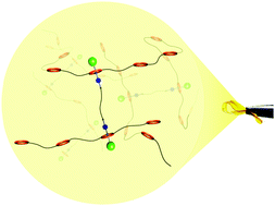 Self-assembly of a supramolecular network with pseudo-rotaxane cross ...